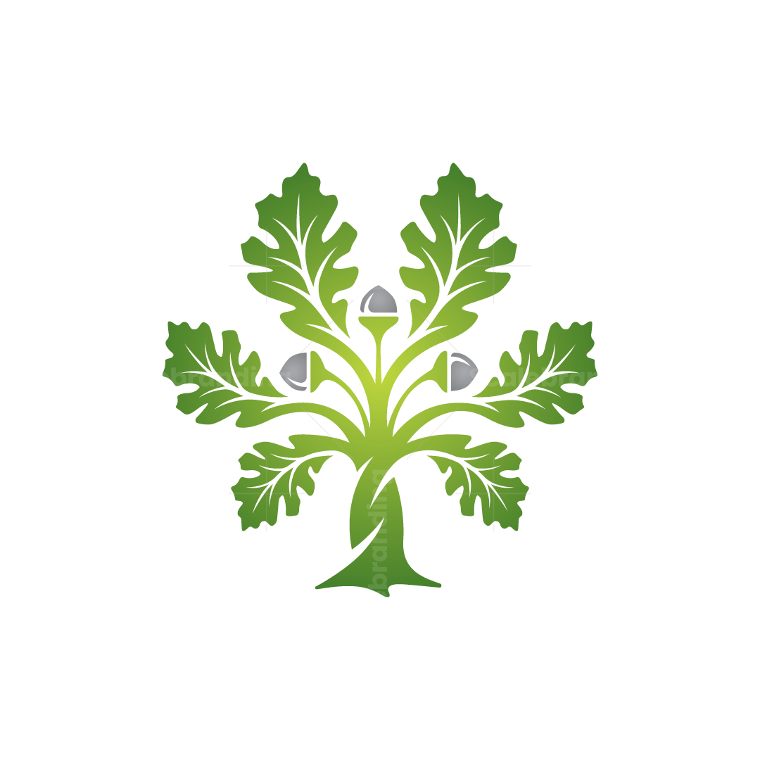 Green Oak Tree Acorns Logo | Scalebranding